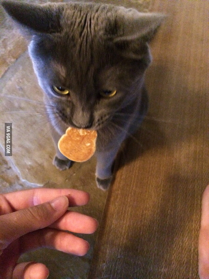 Cat with a pancake - 9GAG