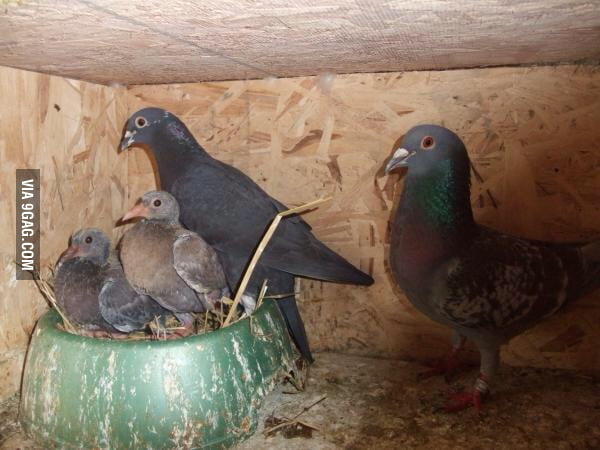 There you have it. Baby pigeon - 9GAG