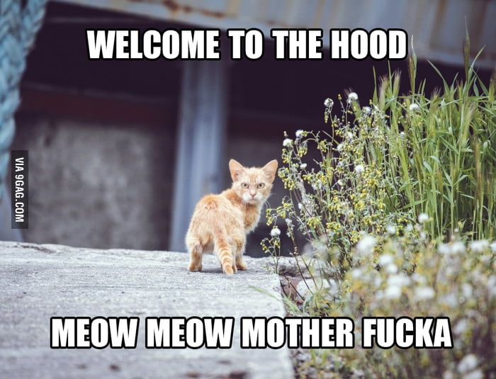 Meow meow mf - 9GAG