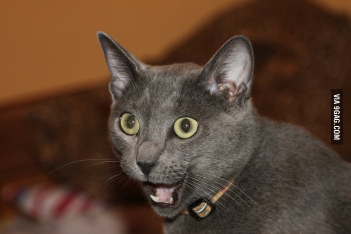 The moment when I told my cat (Hugo) that he is getting his balls cut ...