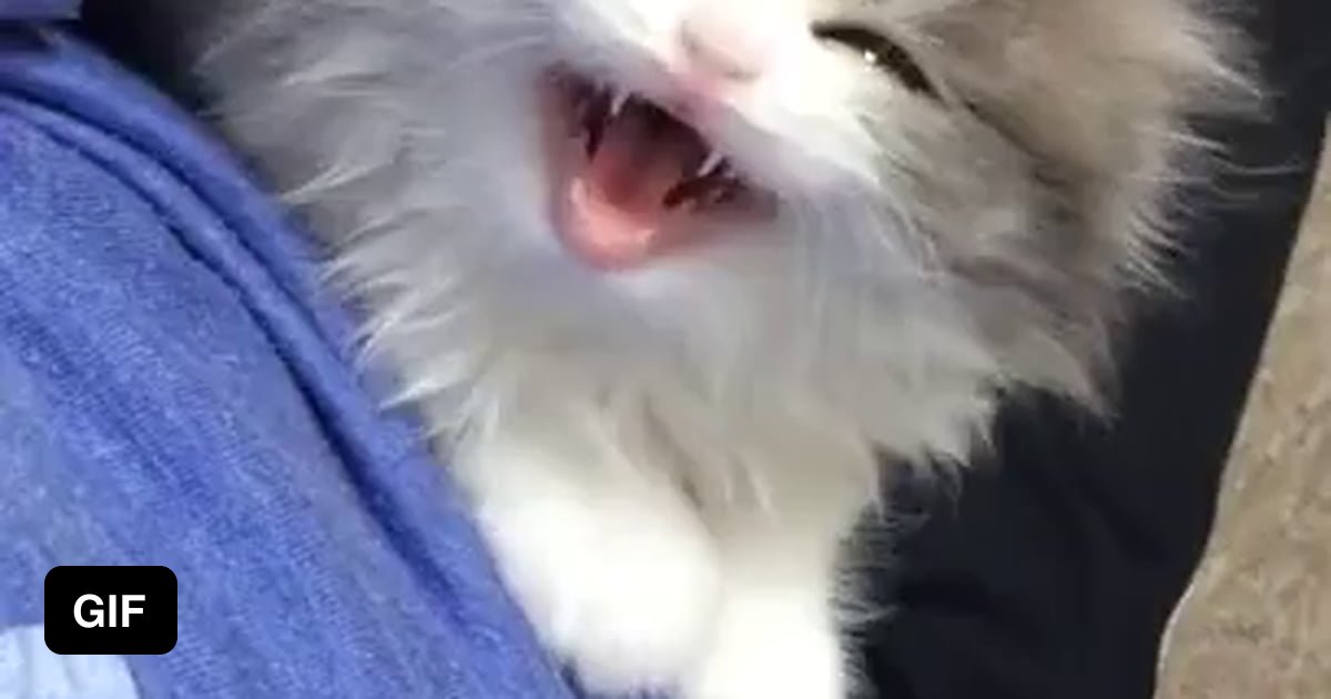 Squeaky little fluffball - 9GAG