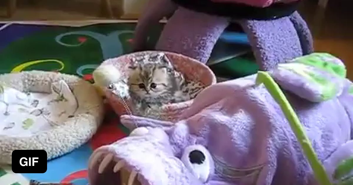 Tiniest fluff - 9GAG