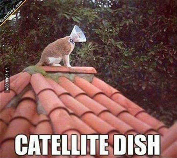 Cattelite dish - 9GAG