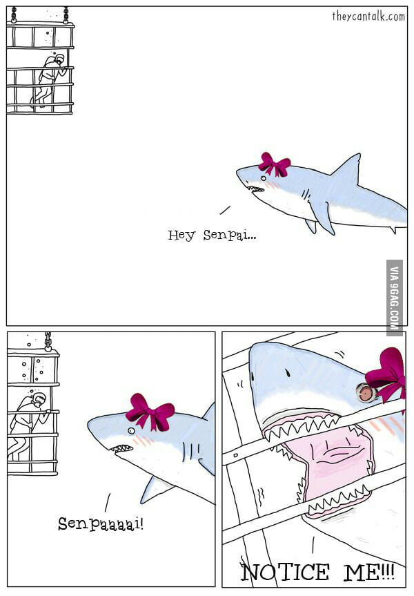 Quizzaciously shark - 9GAG