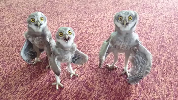 Owls are strange... - 9GAG