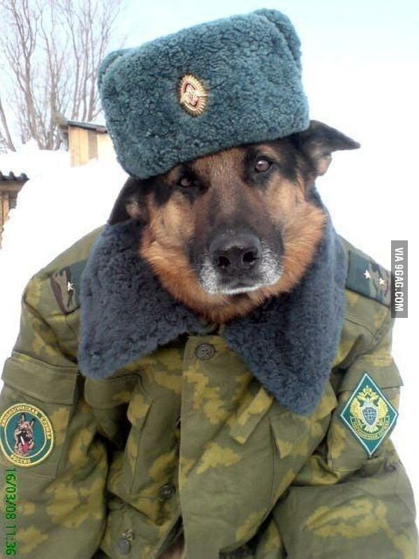 Russian Army Dog