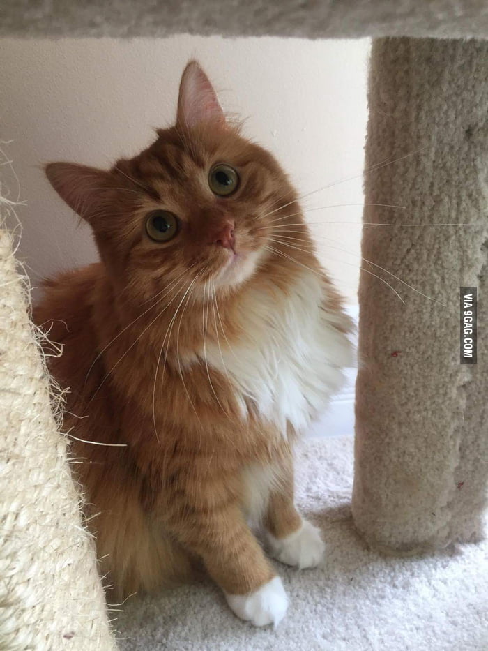 My Girlfriends Cat is a Lil Poof - 9GAG