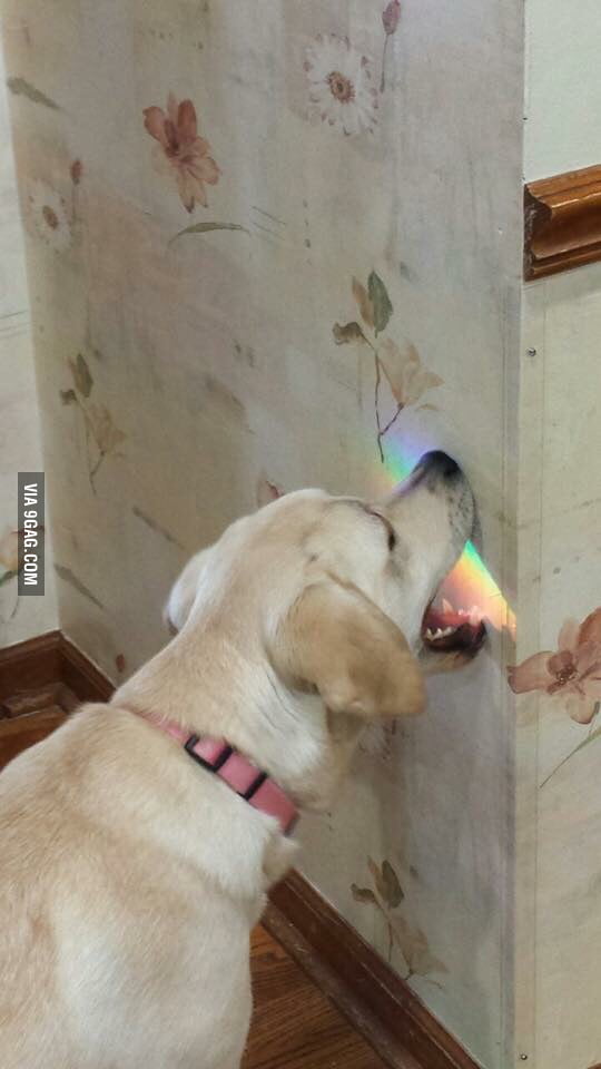 Tasting the rainbow is hard - 9GAG
