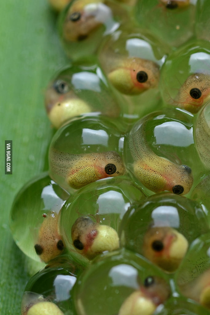 Tadpoles close up - 9GAG