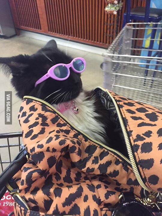 Therapy/ pimp cat - 9GAG