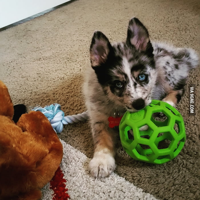 My new little fluffball - 9GAG