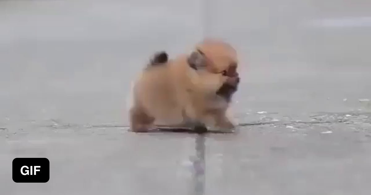 Adorable fluffball - 9GAG