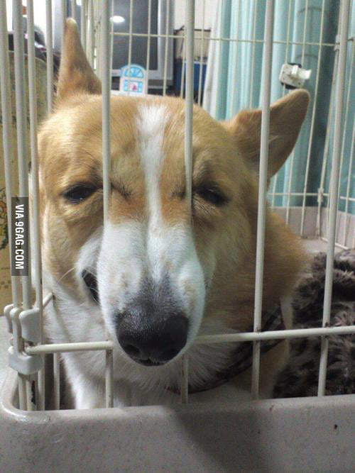 Ted Cruz's dog - 9GAG