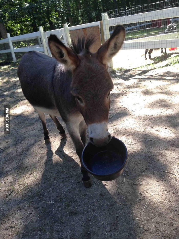 My miniature donkey when he wants food - 9GAG