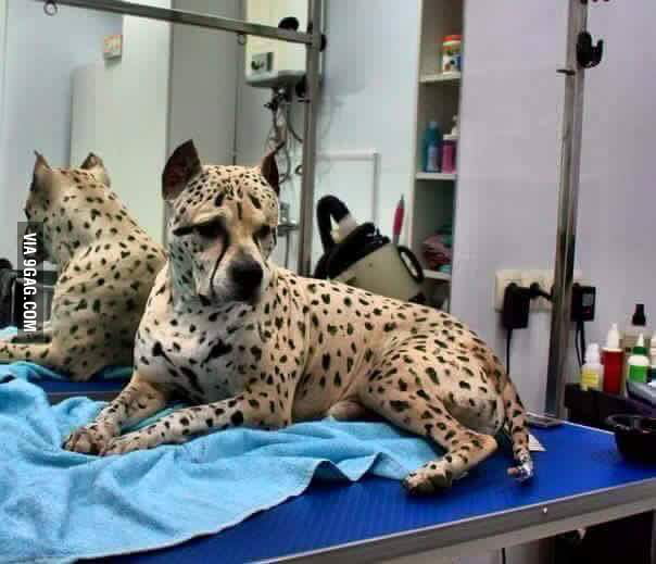 Titus the Albanian Pitbull - 9GAG