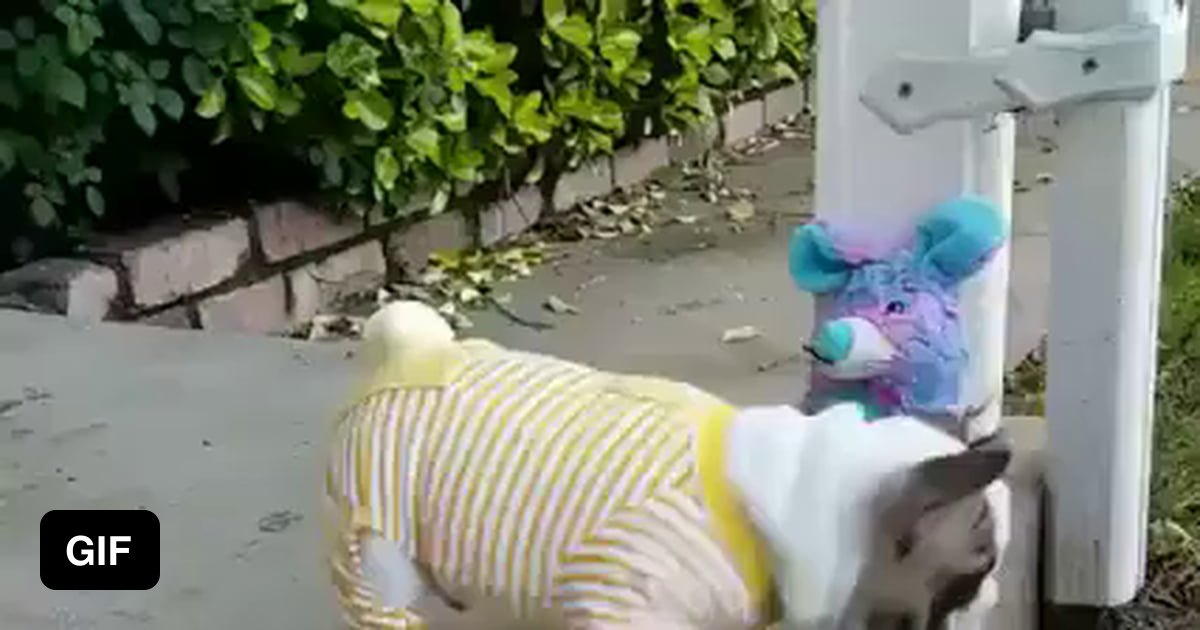 Big hop little guy! - 9GAG