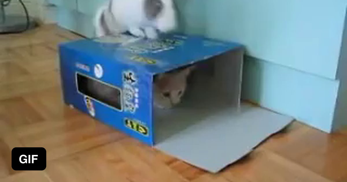 "Get off my box! ...Wait, who are you?!" - 9GAG