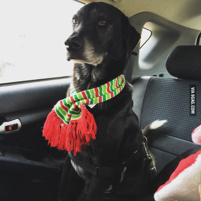 Driver Take Me To Petsmart 9GAG Driver Take Me To Petsmart 9GAG