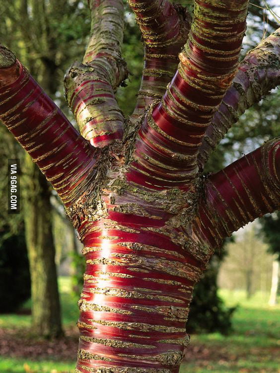 Paperbark Cherry Tree - 9GAG