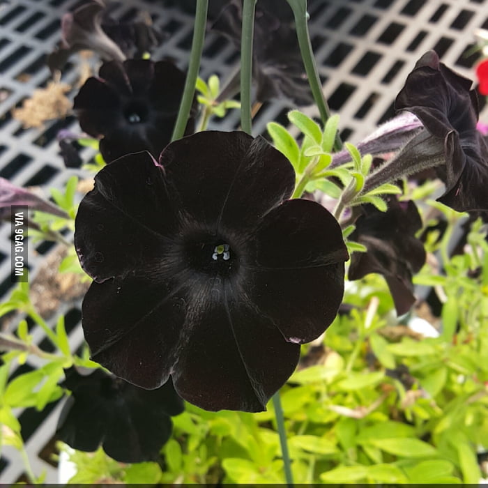 When she's an emo but still likes flowers... - 9GAG