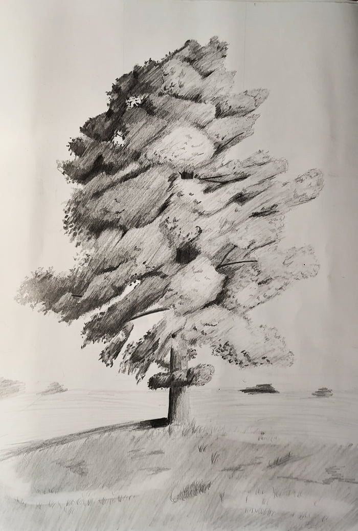 Tree - a drawing course homework. Pencils on paper. - 9GAG