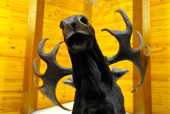 Some of you may call it a moose, i see a damn seal with claws from a ...