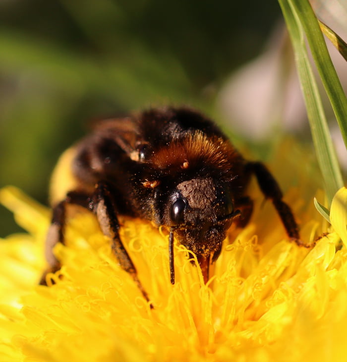 Photo I took of a Bumble Bee with mites on its neck. - 9GAG