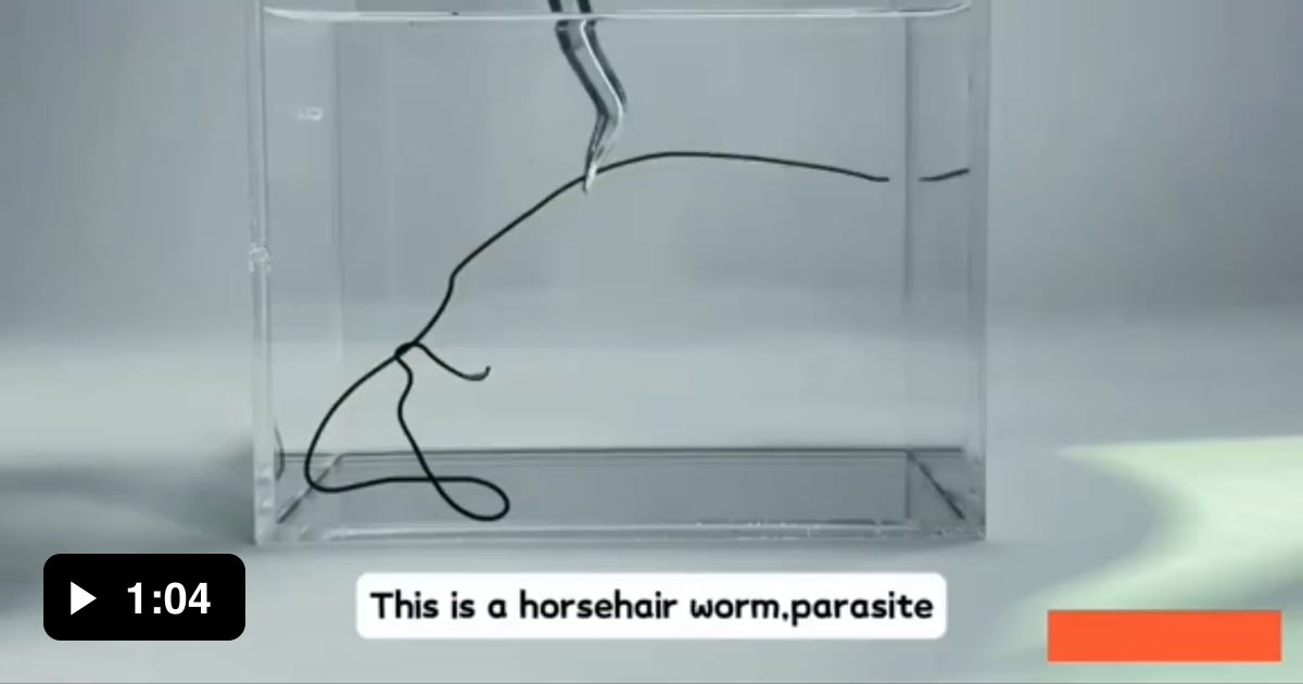 Hairworm unknotting the most complicated knots - 9GAG