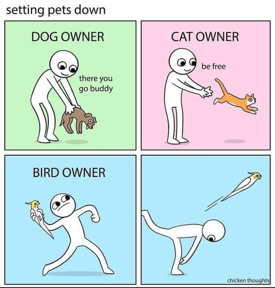 Any bird owner that can confirm this? - 9GAG