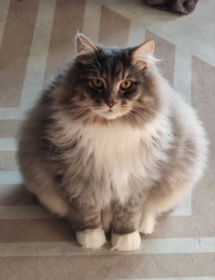 Ball unit of a cat - 9GAG