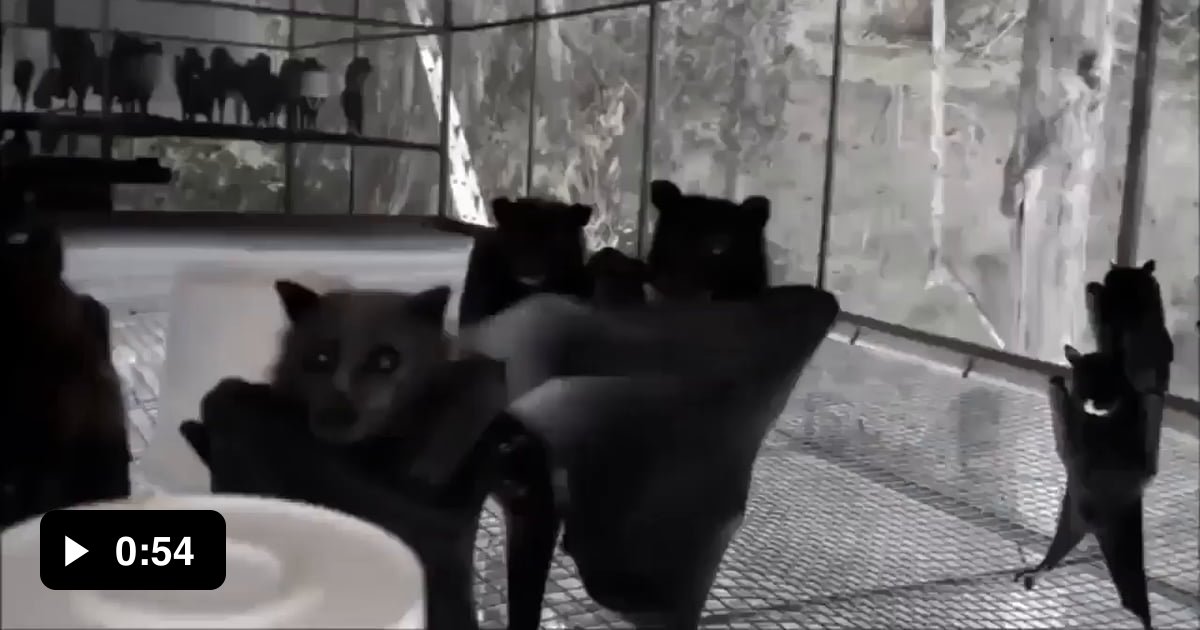 Bats filmed upside-down looks like a goth nightclub - 9GAG