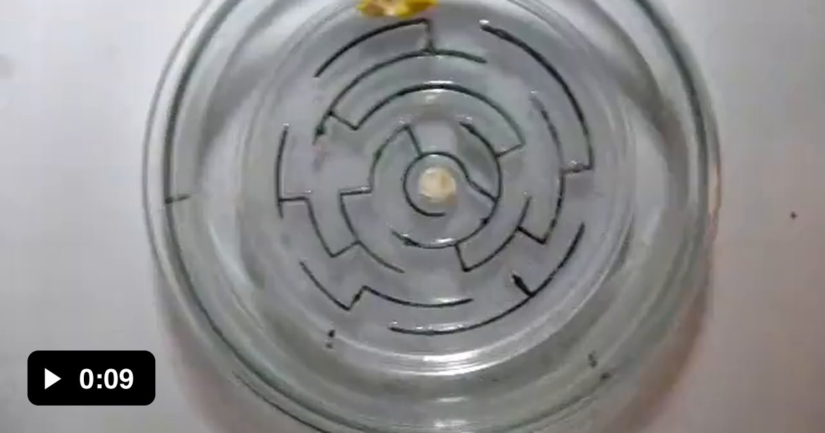 Slime mold solving a maze to get food. - 9GAG