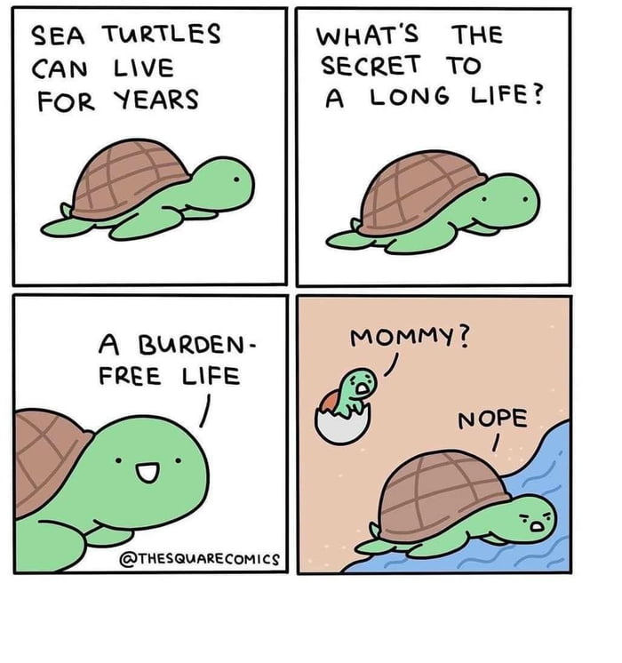 Turtle life - 9GAG