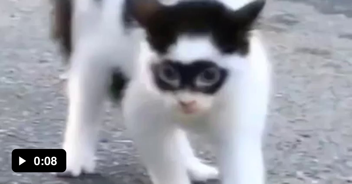 Naturally masked cat ready for Halloween. - 9GAG