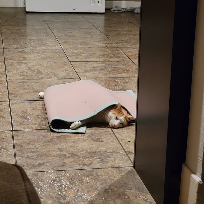 Just one orange brain cell and a kitchen rug - 9GAG