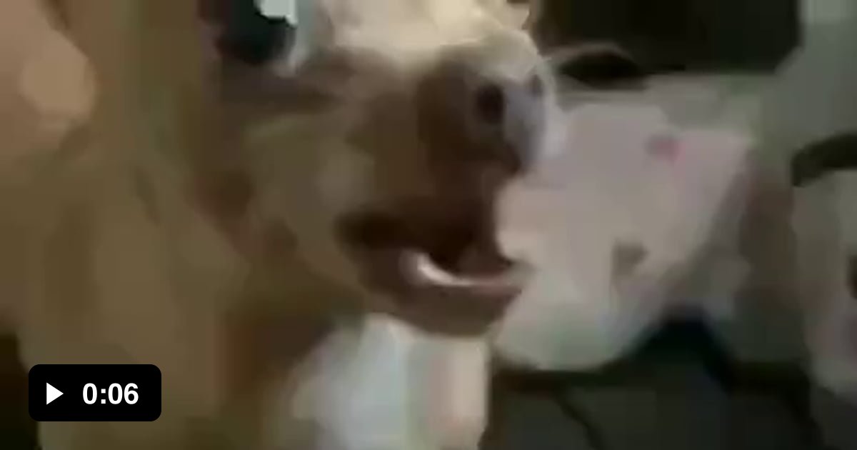 Diesel powered rat - 9GAG