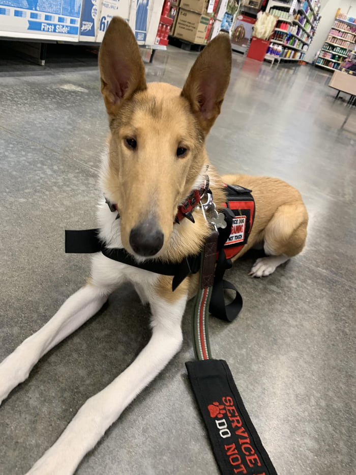 Snoot boy had fun training today - 9GAG