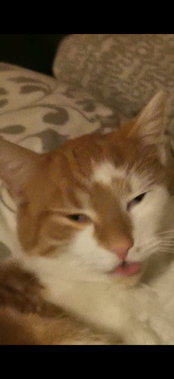 I present to you my cat. - 9GAG