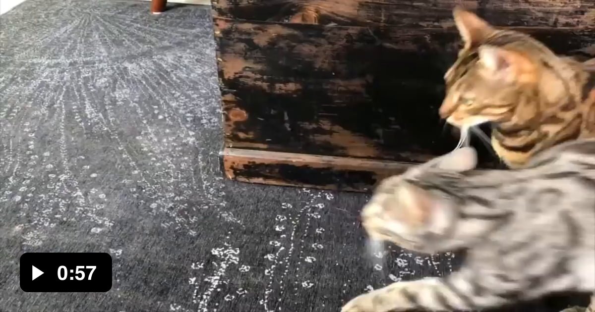 Cats meet baby - 9GAG