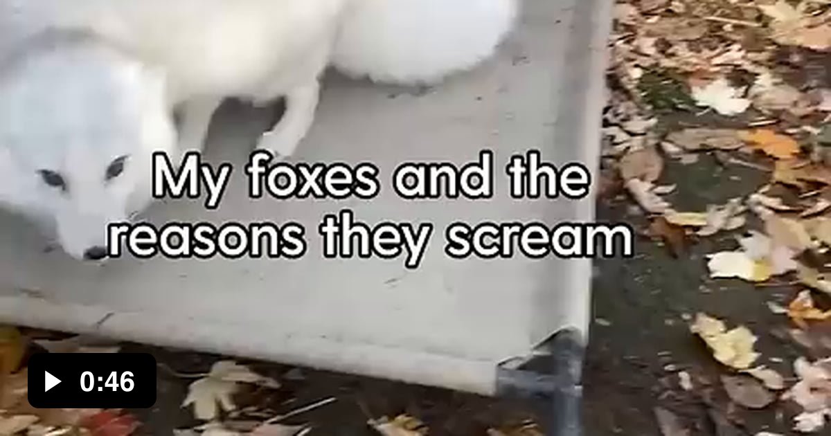 So that's the sound of fox - 9GAG