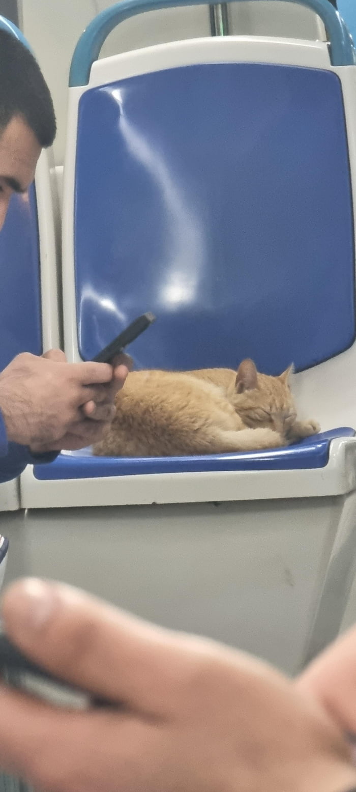 Cat taking the commute tired after a hard day at work - 9GAG