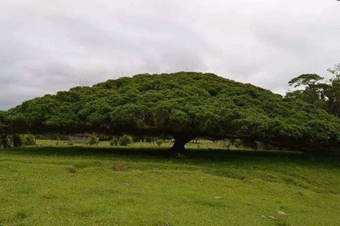 This is a 50 mts (165ft) tree in Costa Rica - 9GAG