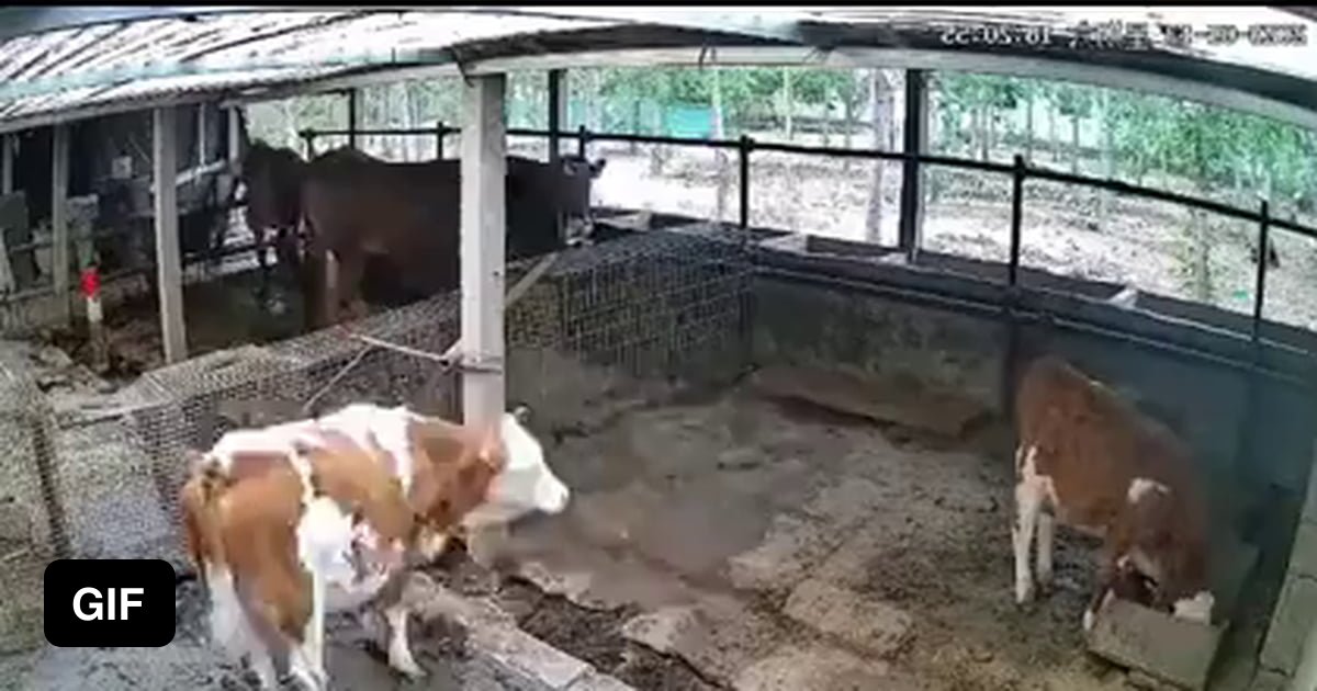 UNO Reverse(watch util end) - 9GAG