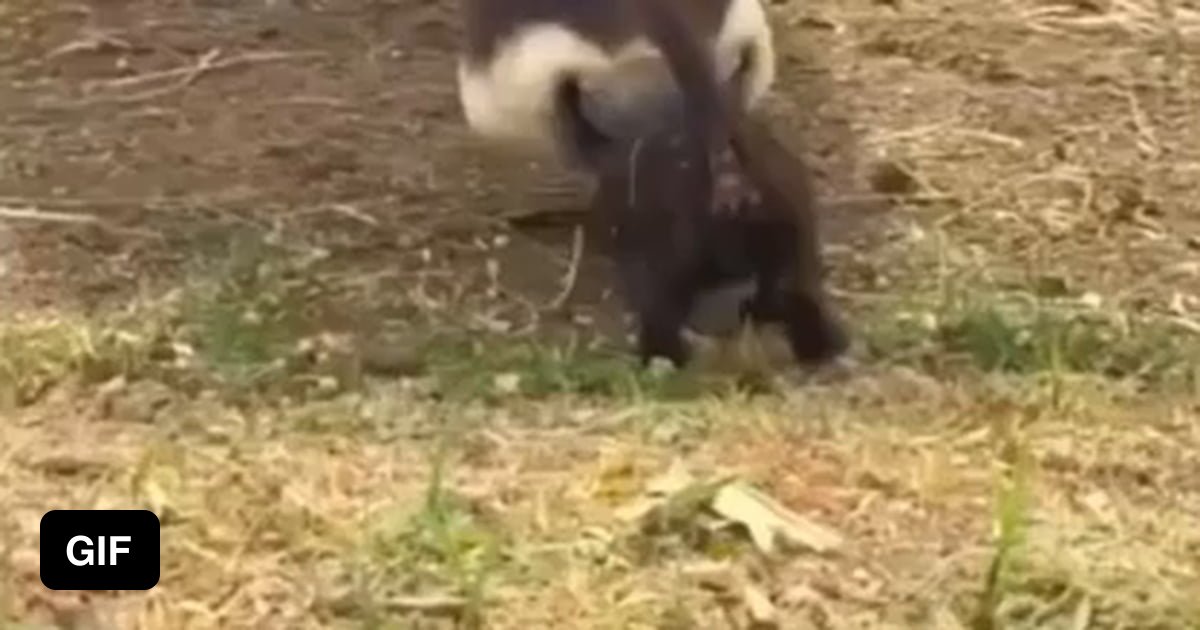 Grass puppy and her tiny friend - 9GAG