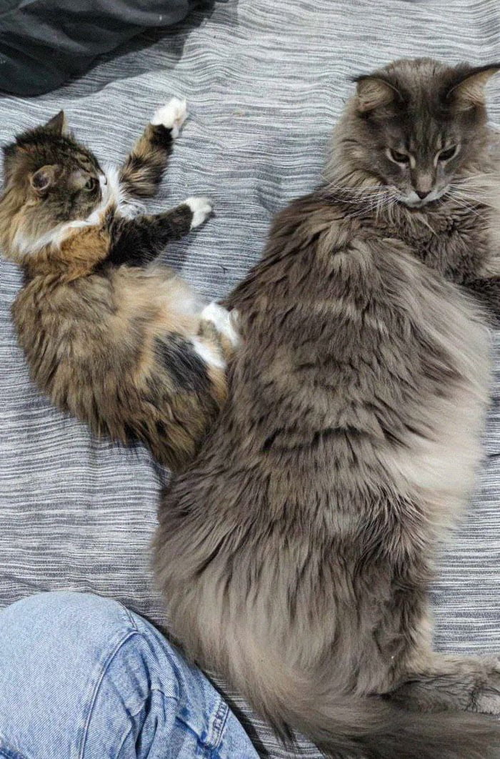 Ordinary cat next to maine coon - 9GAG
