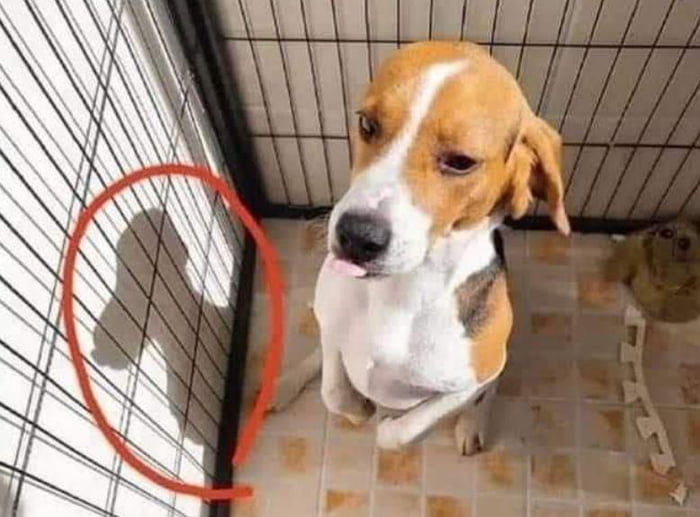 Undeniable proof that Snoopy really was a Beagle! - 9GAG