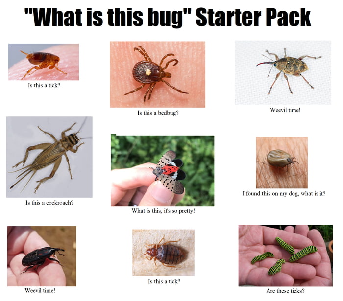 "What is this bug" Starter Pack - 9GAG