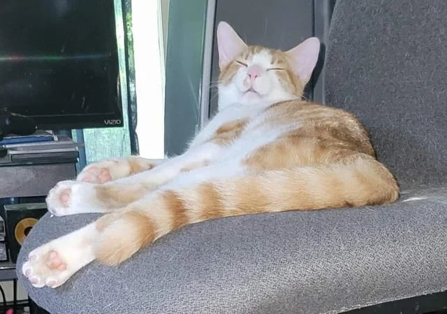 If Limmy was a cat - 9GAG