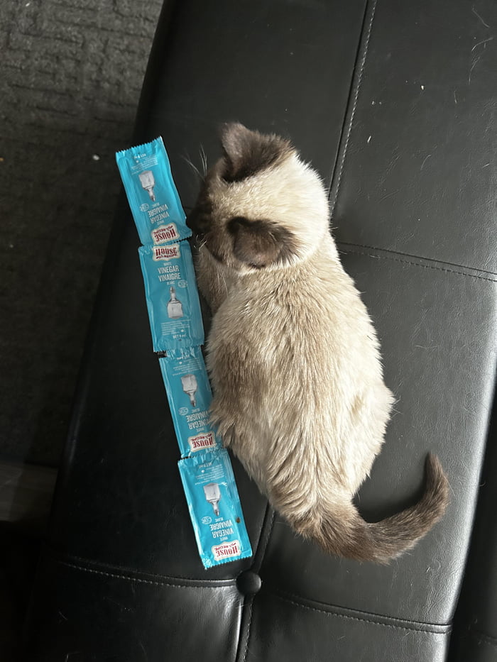 A smol has been confirmed, 4 sauce packets - 9GAG