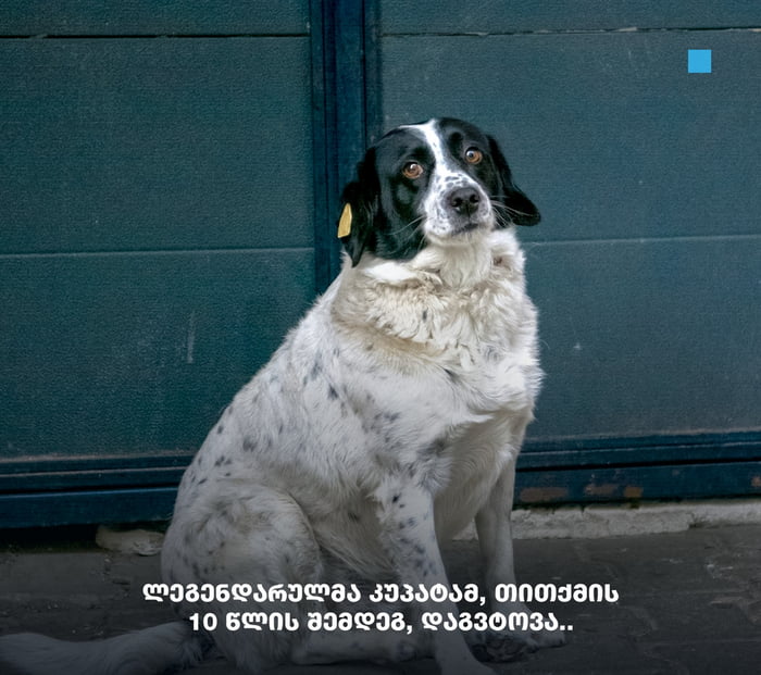 Do you remember the fat goodest boi from Georgia who barked at cars to ...